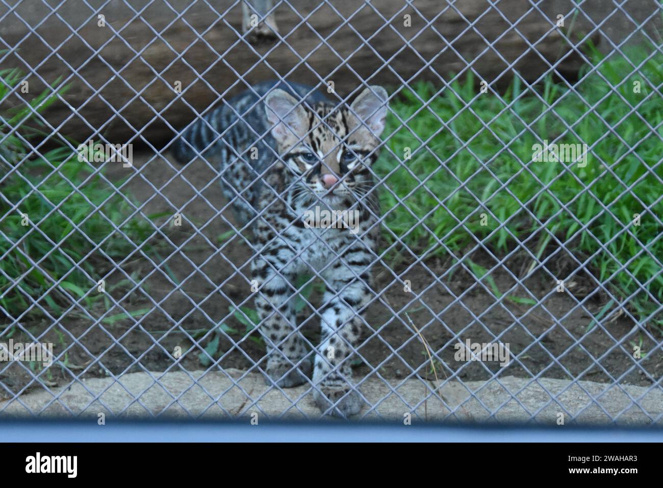 Los Angeles, California, USA 2nd January 2024 Brazilian Ocelot Baby Cub ...
