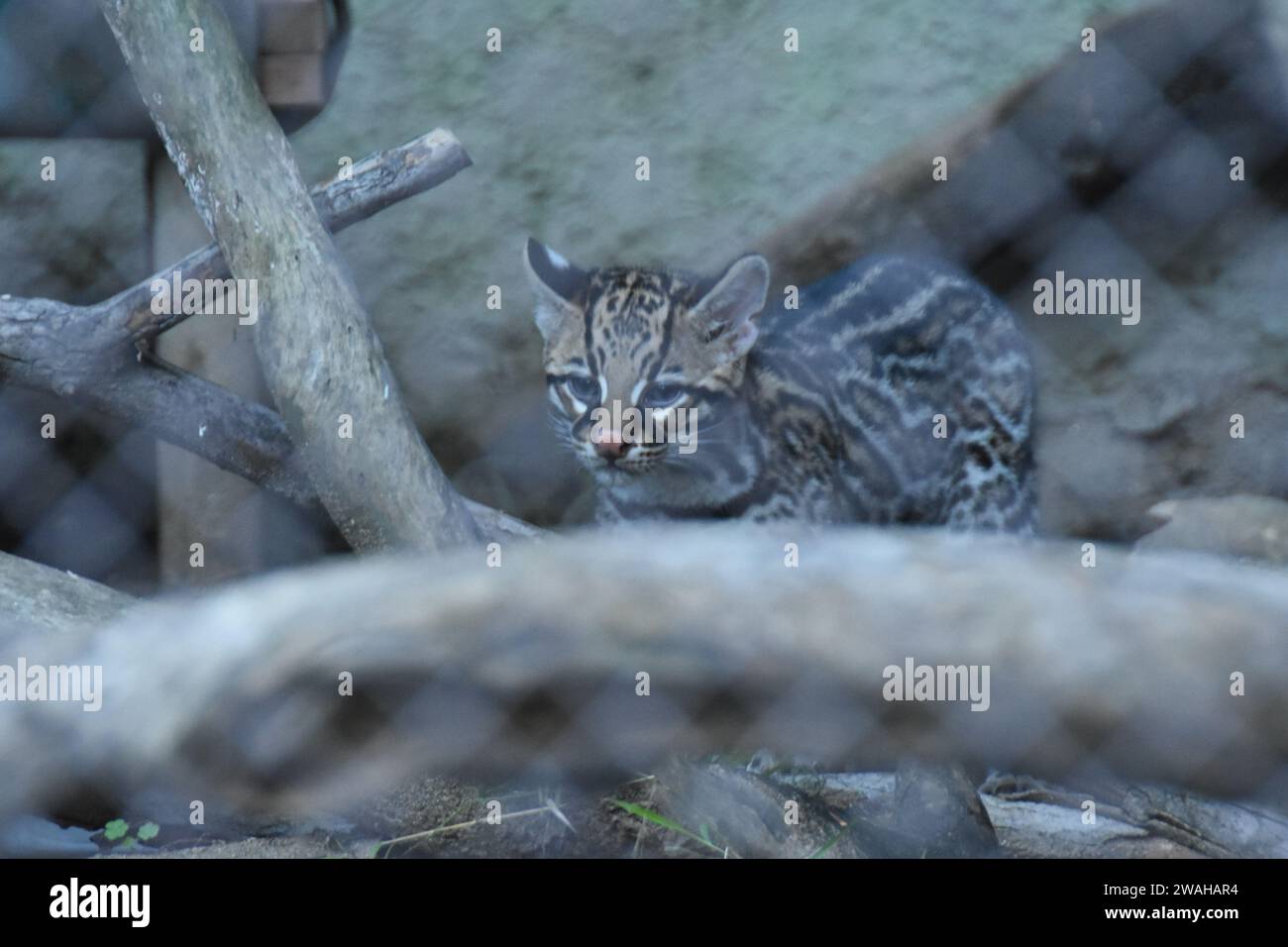 Los Angeles, California, USA 2nd January 2024 Brazilian Ocelot Baby Cub ...
