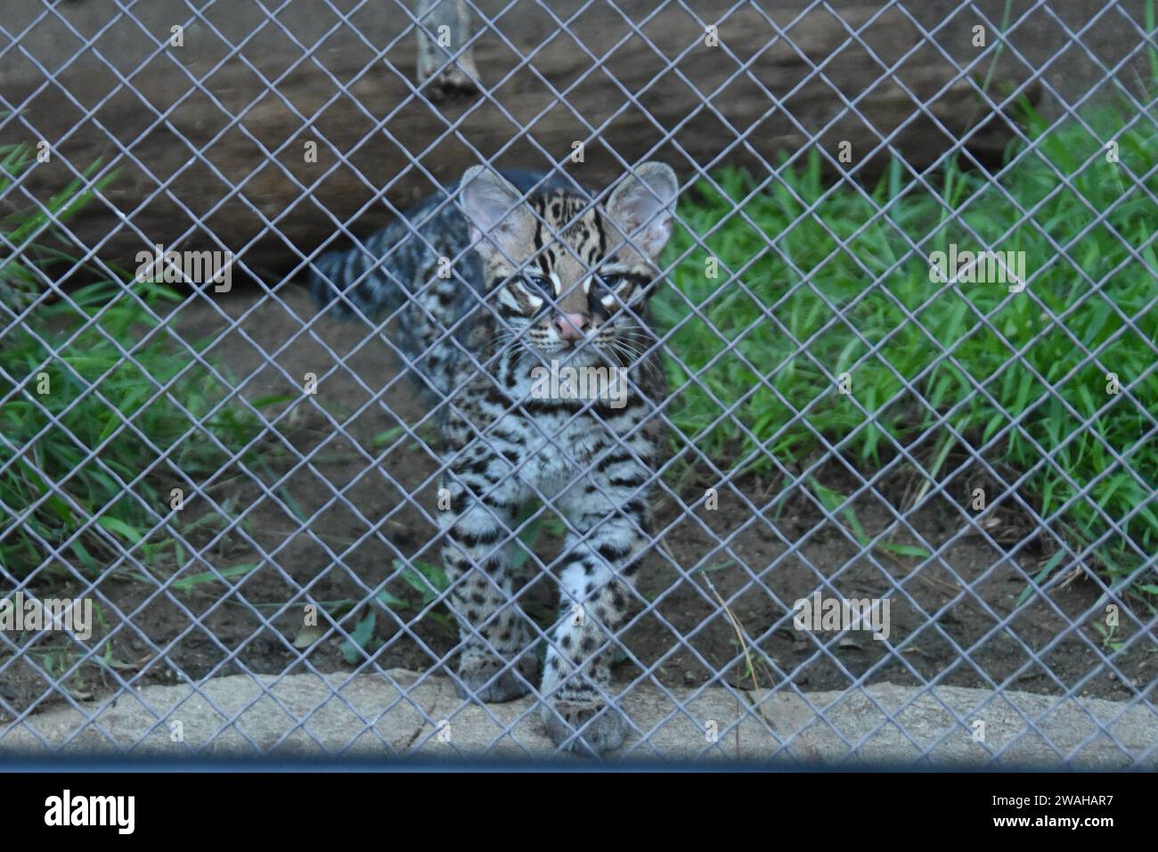 Los Angeles, California, USA 2nd January 2024 Brazilian Ocelot Baby Cub ...