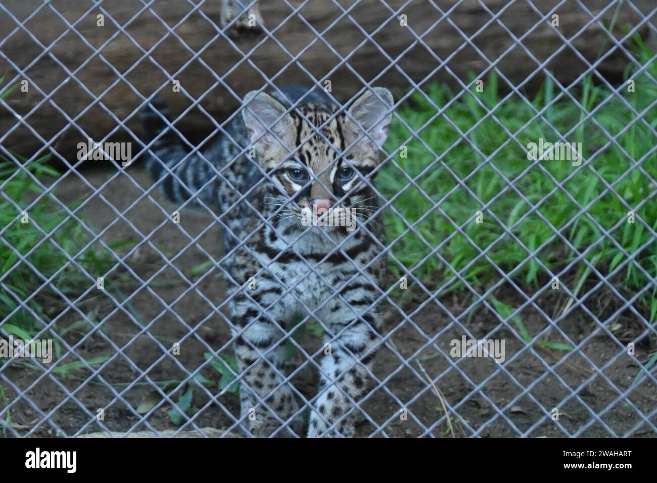 Los Angeles, California, USA 2nd January 2024 Brazilian Ocelot Baby Cub ...