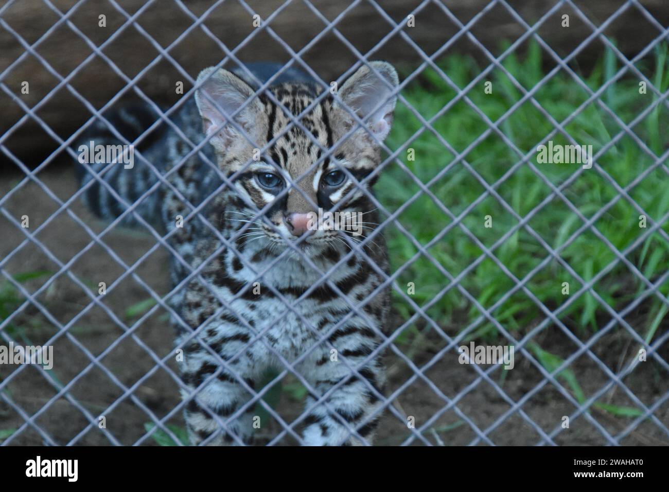 Los Angeles, California, USA 2nd January 2024 Brazilian Ocelot Baby Cub at LA Zoo on January 2 ...