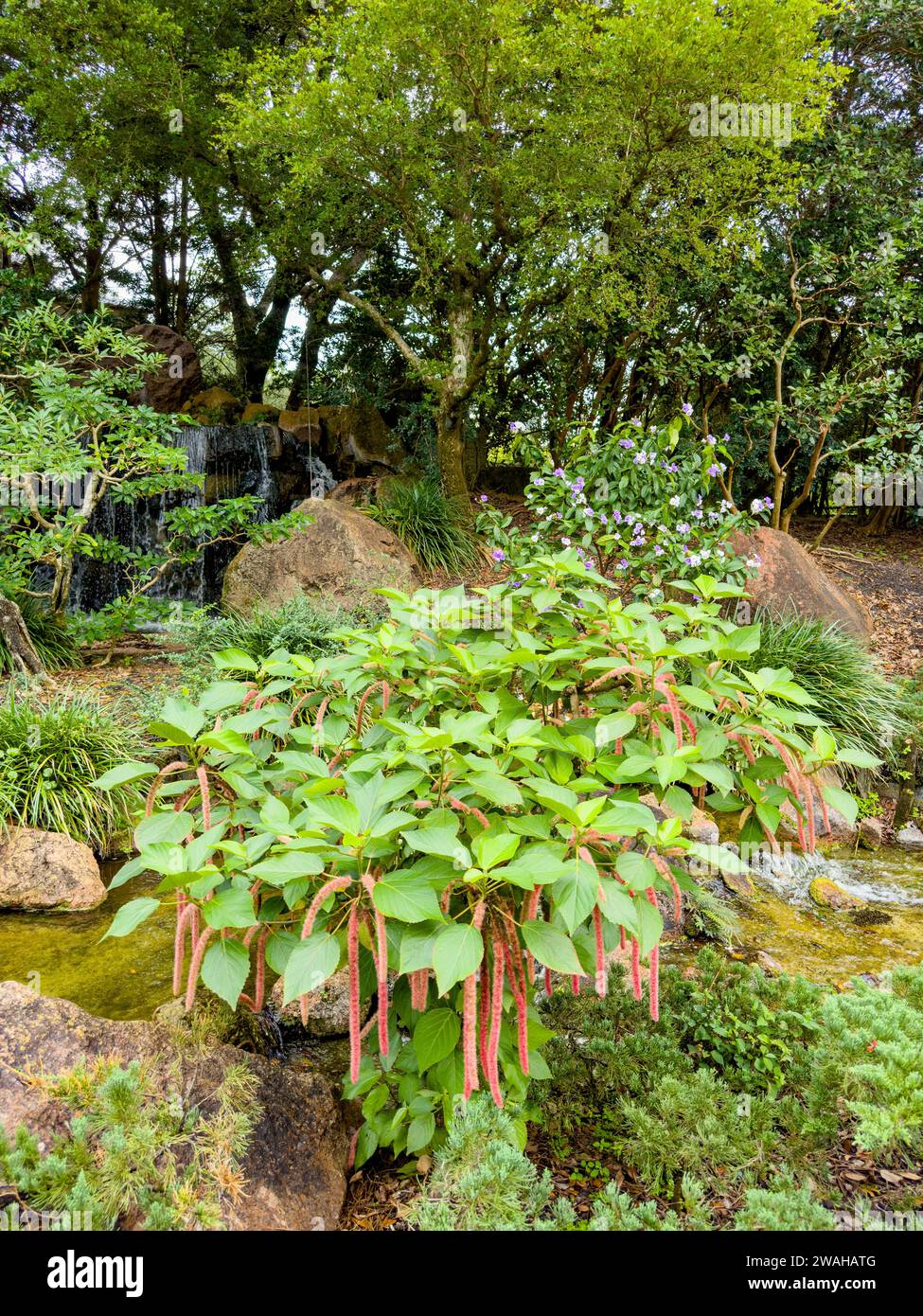 Photo of Acalypha Hispida in a garden Stock Photo - Alamy