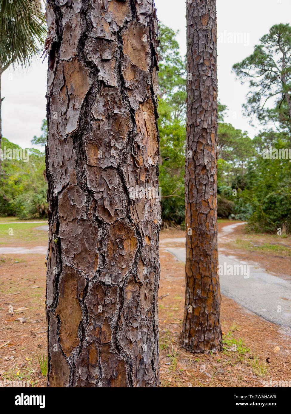 Peeling tree bark in the woods Stock Photo - Alamy