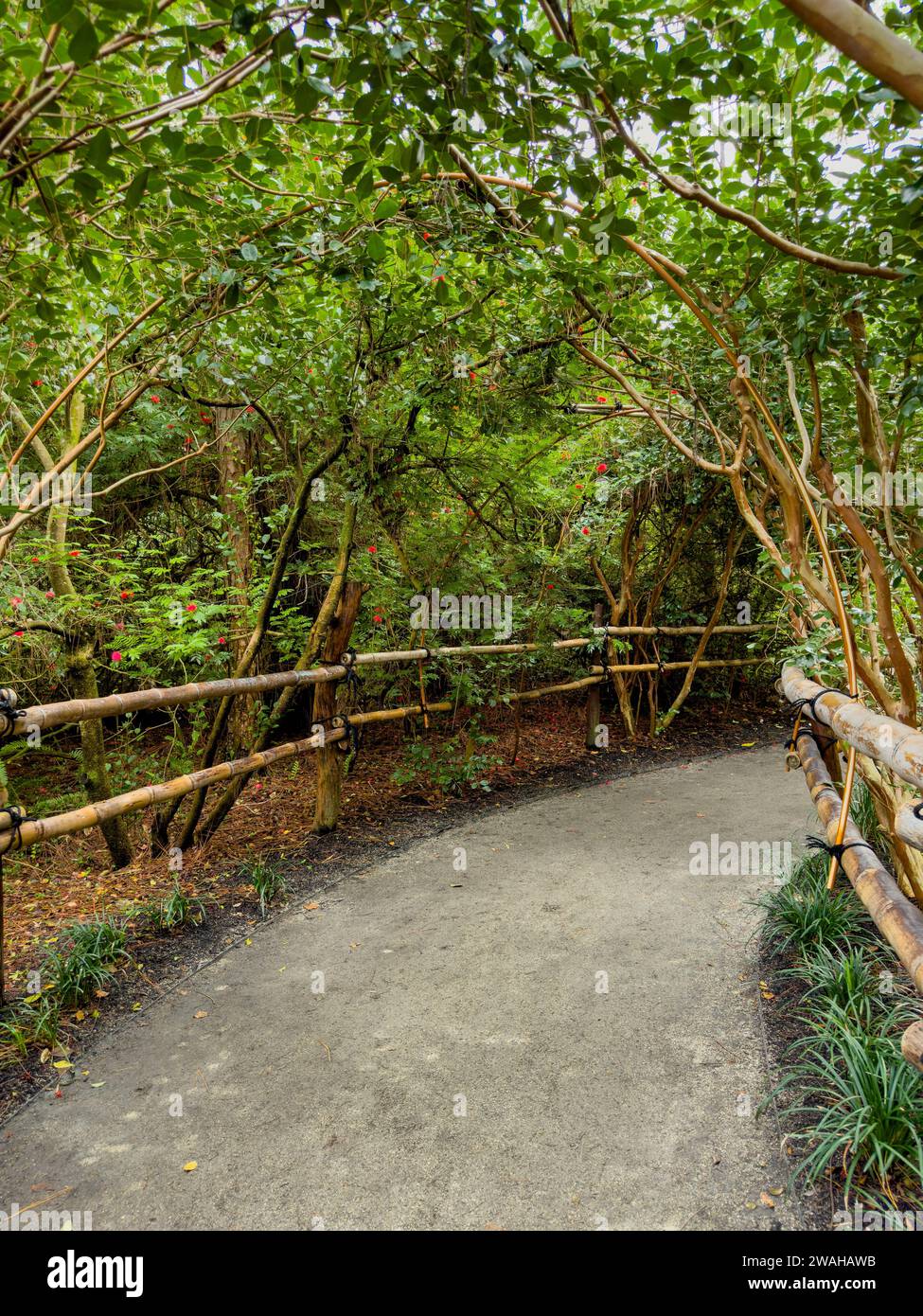 Bamboo hand rail in a nature trail walkway Stock Photo - Alamy
