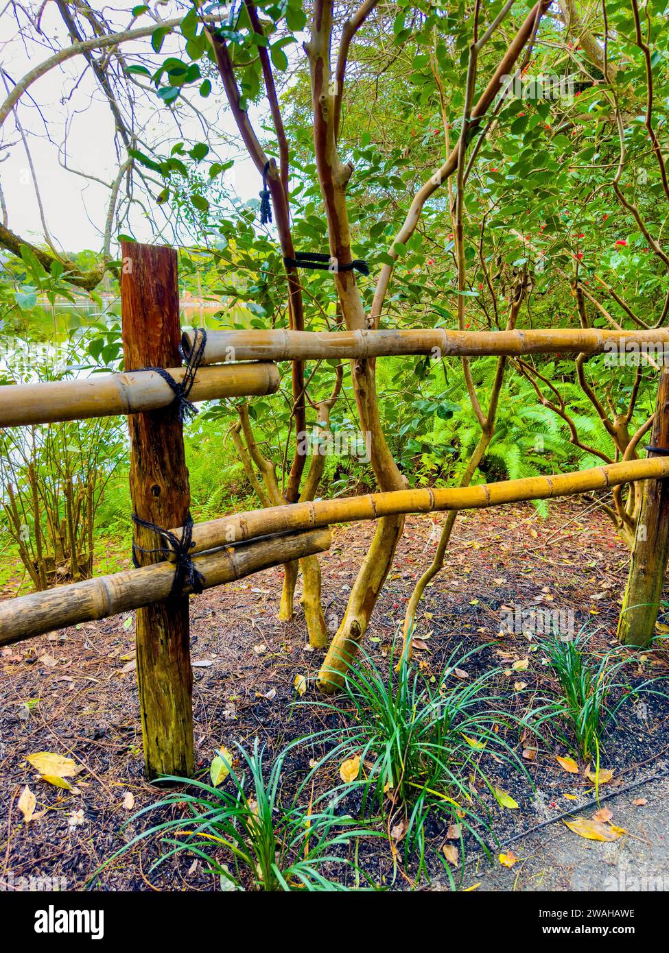 Bamboo hand rail in a nature trail walkway Stock Photo - Alamy