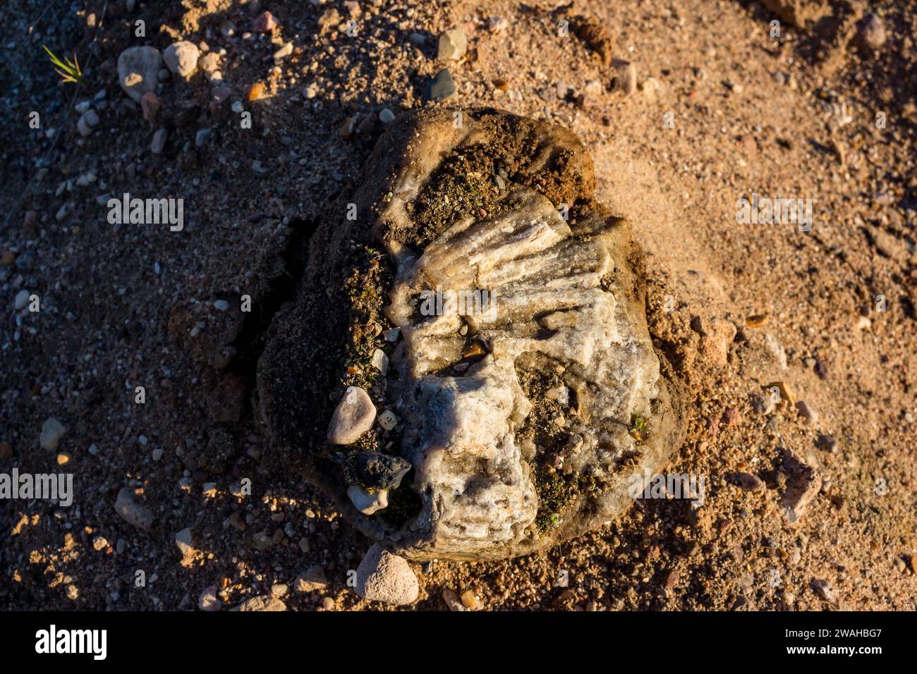 An ancient fossil sponge Haetetes replaced by the mineral quartz lying ...