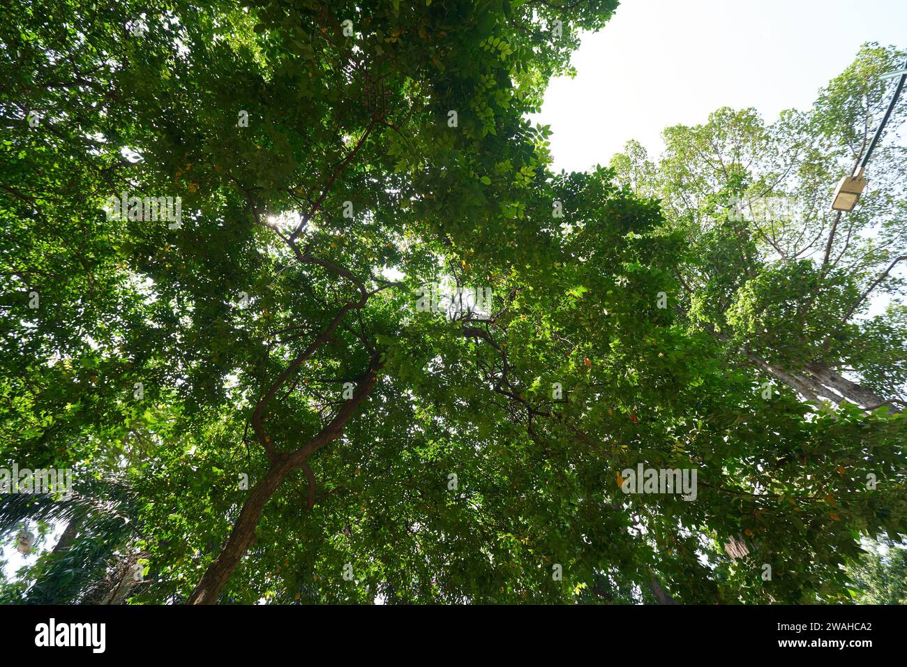 A tree seen at Tao Dan Park in Ho Chi Minh City Stock Photo - Alamy