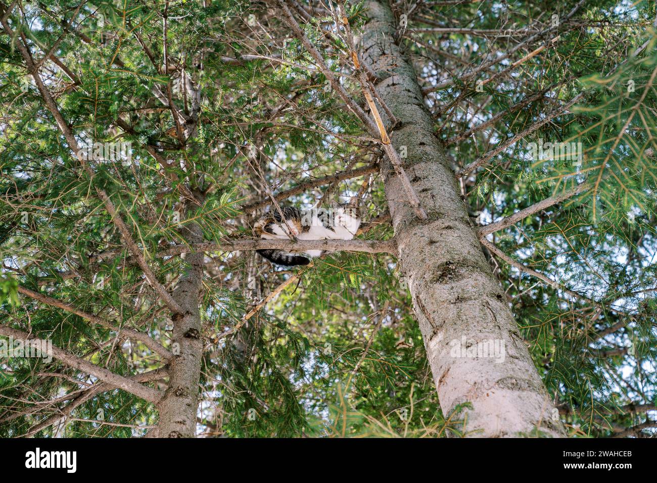 Cat spruce hi-res stock photography and images - Alamy