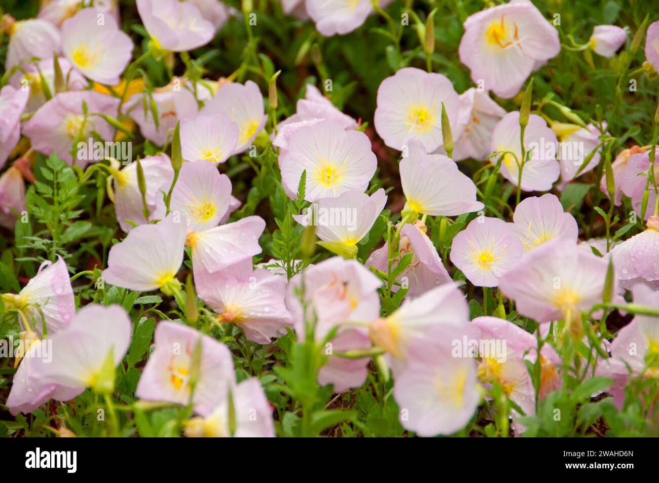 Pink evening primrose (Oenothera speciosa), Ladybird Johnson Wildflower ...