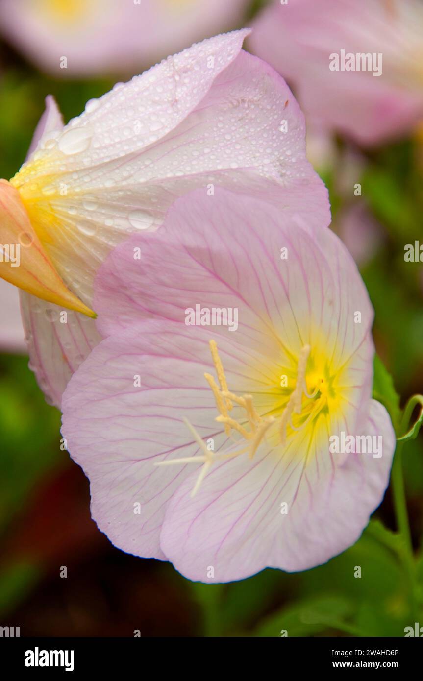 Pink evening primrose (Oenothera speciosa), Ladybird Johnson Wildflower ...