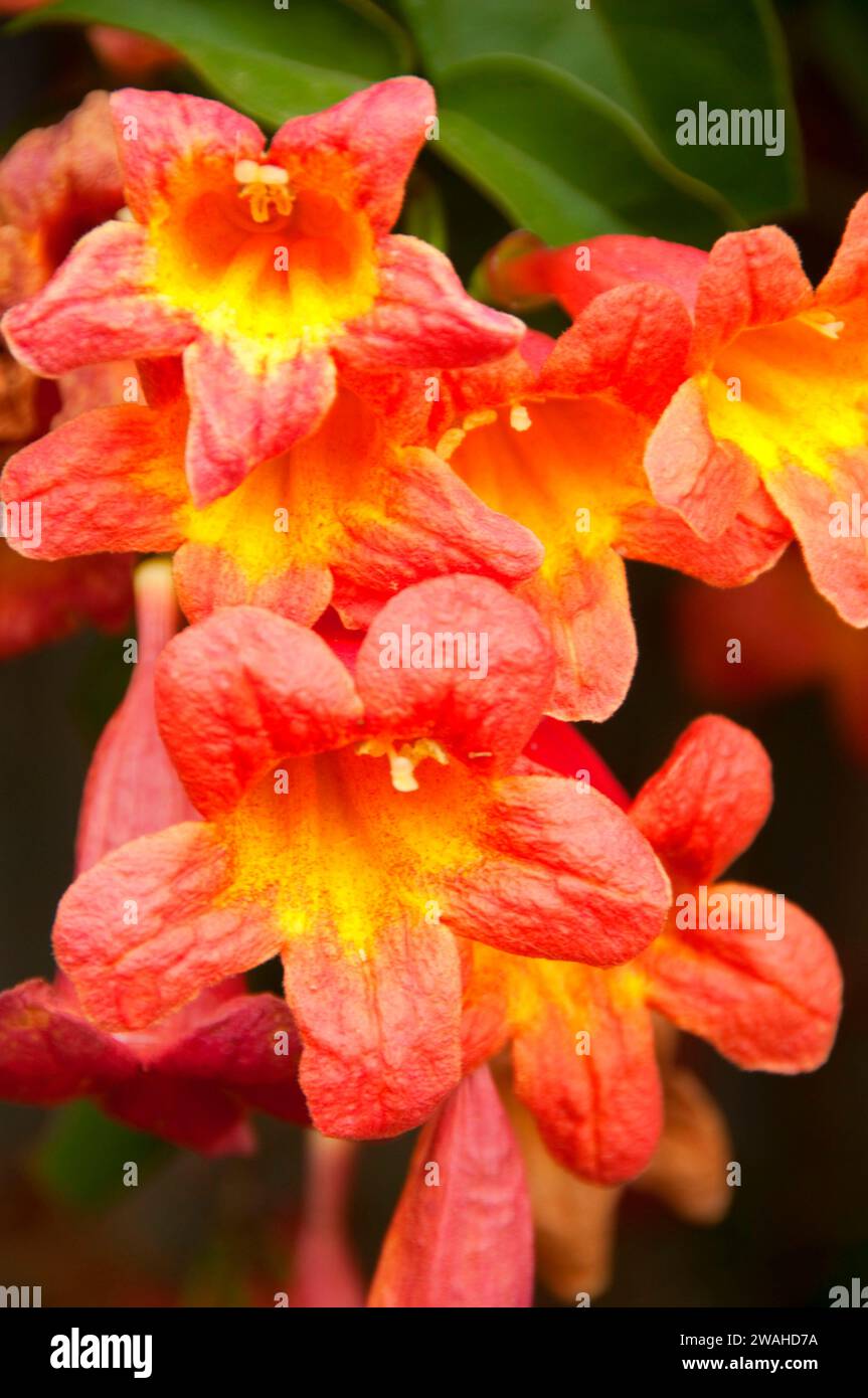 Flowers, Ladybird Johnson Wildflower Center, Austin, Texas Stock Photo ...