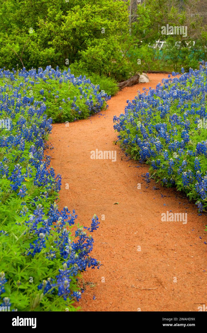 Garden path through Texas bluebonnets, Ladybird Johnson Wildflower Center, Austin, Texas Stock ...