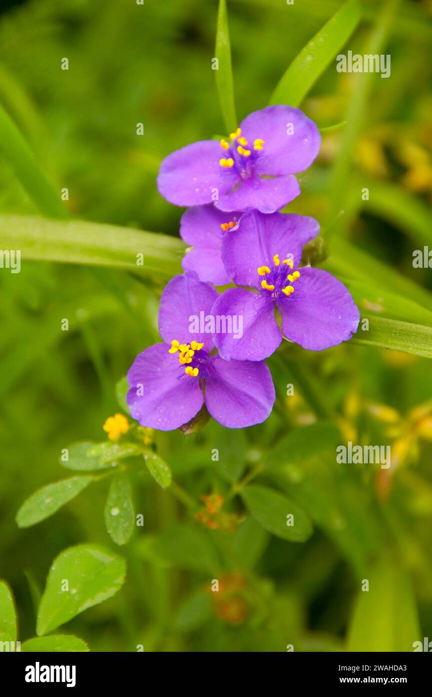 Spiderwort, Ladybird Johnson Wildflower Center, Austin, Texas Stock ...