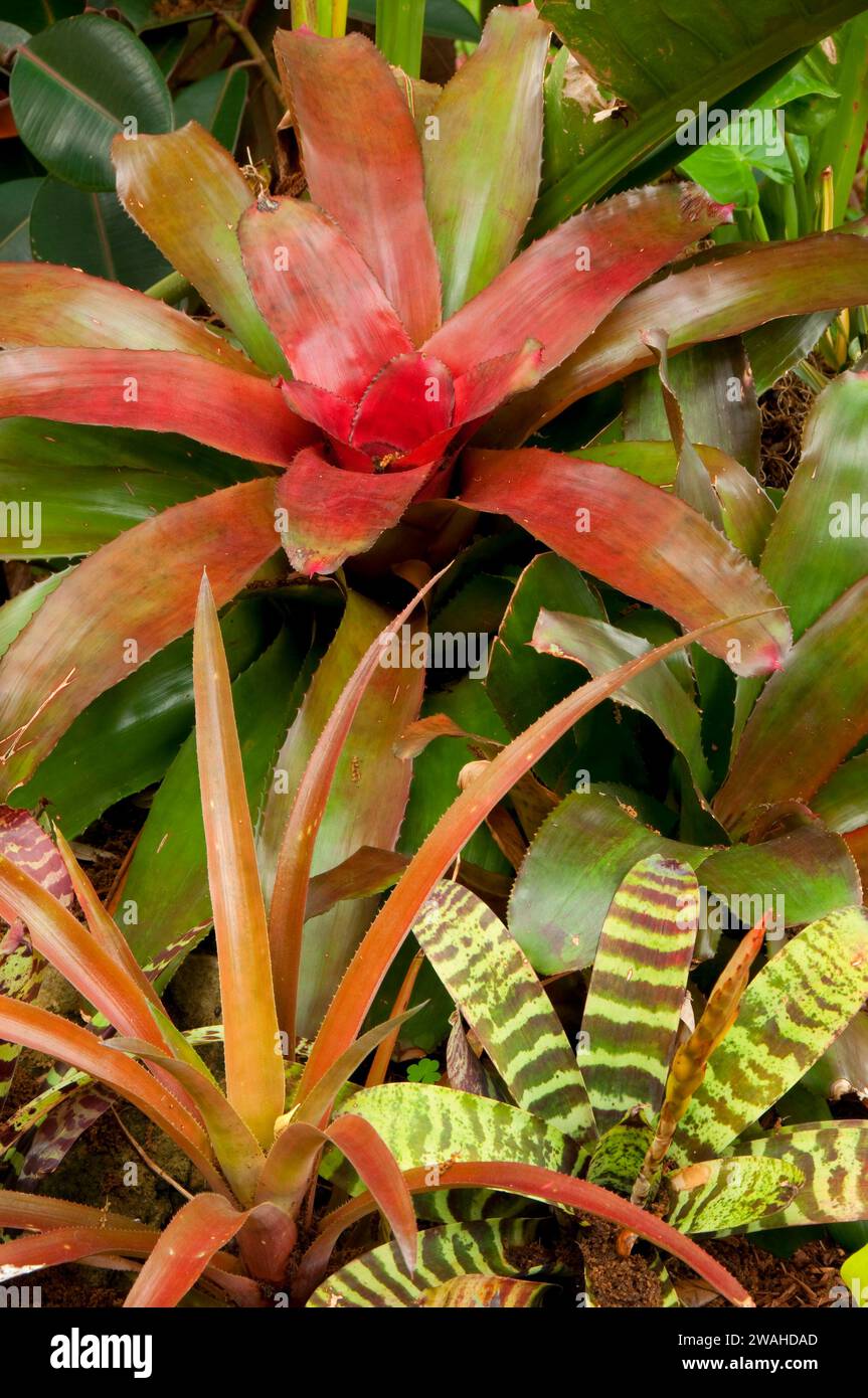 Tropical bromeliad hi-res stock photography and images - Alamy