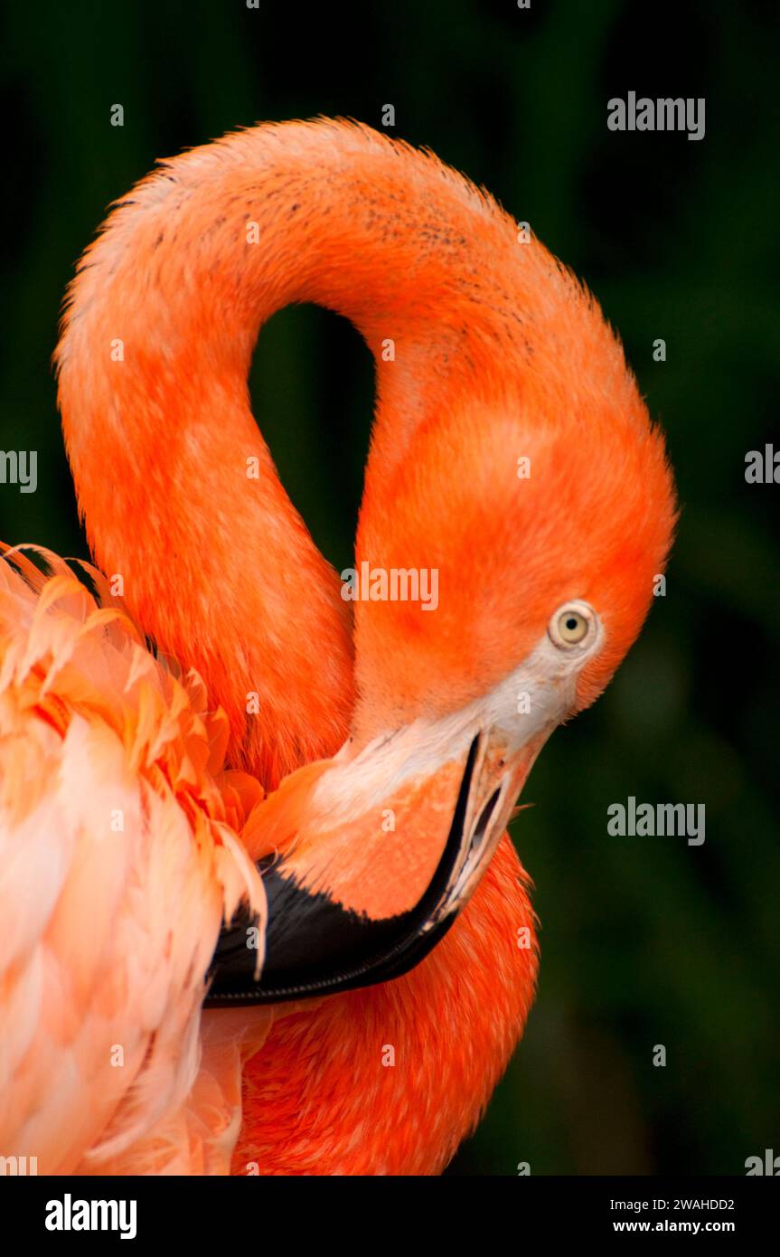 Caribbean flamingo, Gladys Porter Zoo, Brownsville, Texas Stock Photo ...