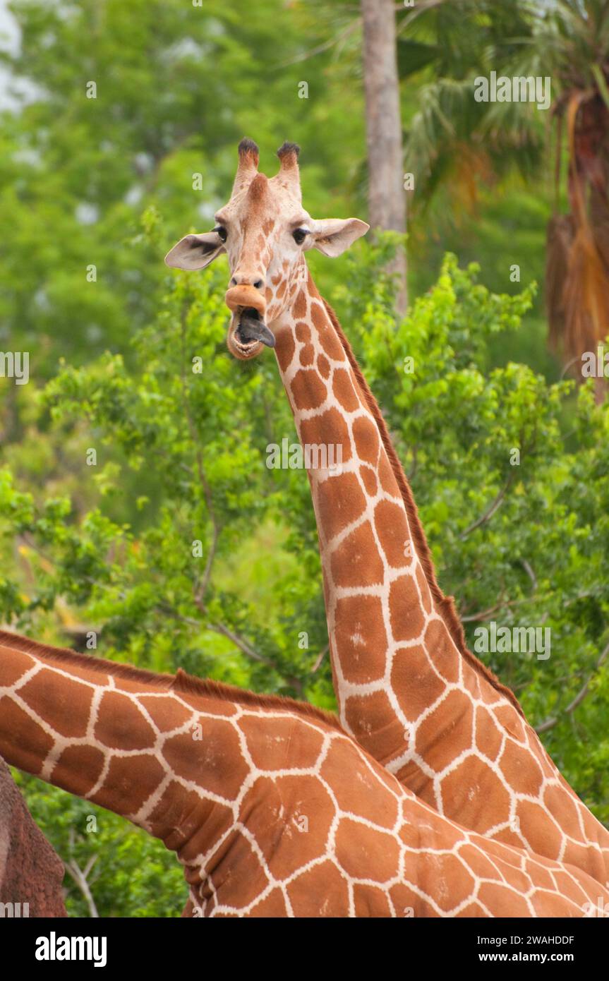 Reticulated giraffe (Giraffa camelopardalis reticulata), Gladys Porter ...