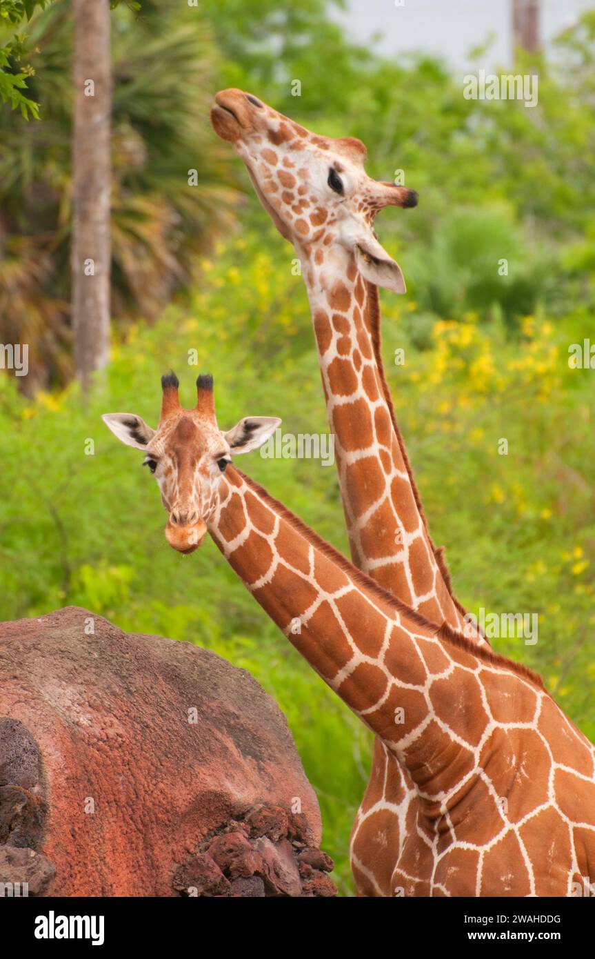 Reticulated giraffe (Giraffa camelopardalis reticulata), Gladys Porter ...
