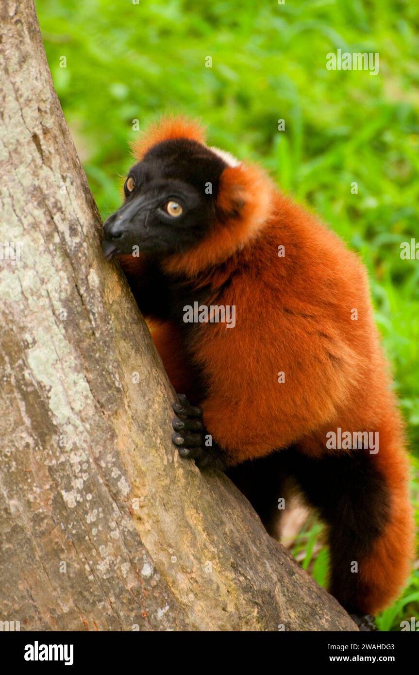 Red-ruffed lemur (Varecia rubra), Gladys Porter Zoo, Brownsville, Texas ...