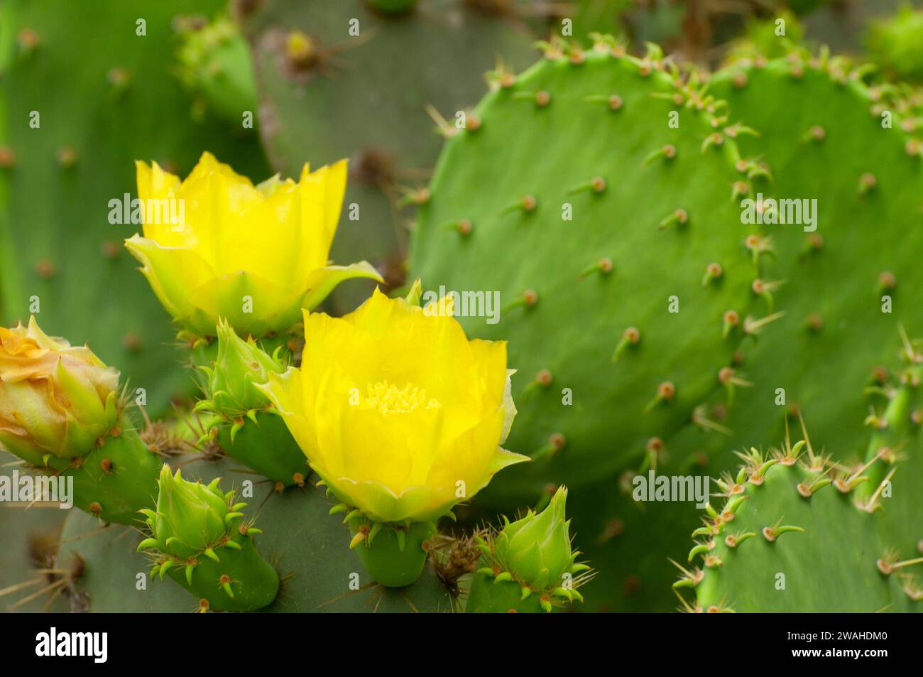 Prickly pear in bloom on Paisano Trail, Laguna Atascosa National ...