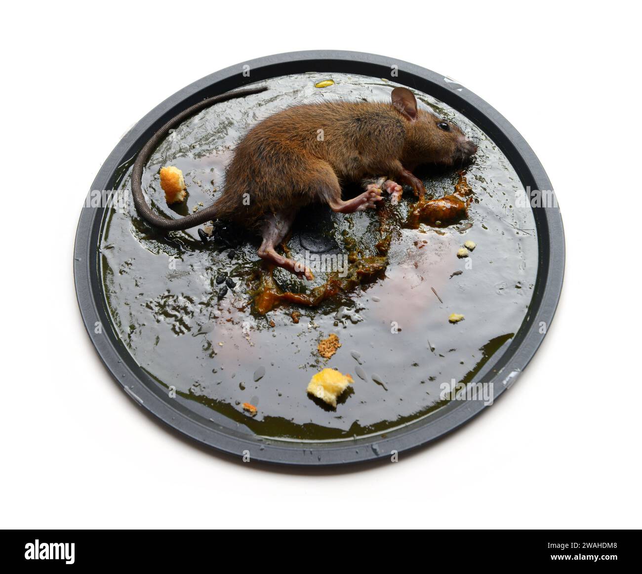 Rat brown dead was glued on Glue Trap boar on a white background Stock ...
