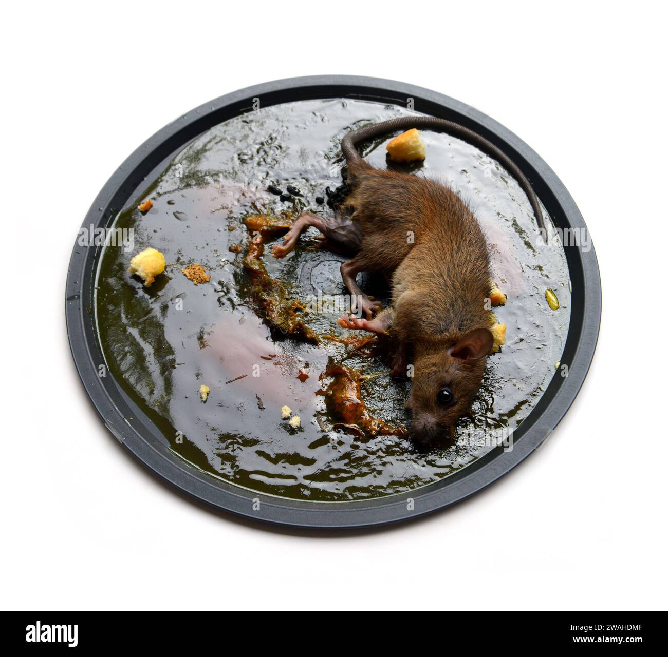 Rat brown dead was glued on Glue Trap boar on a white background Stock ...