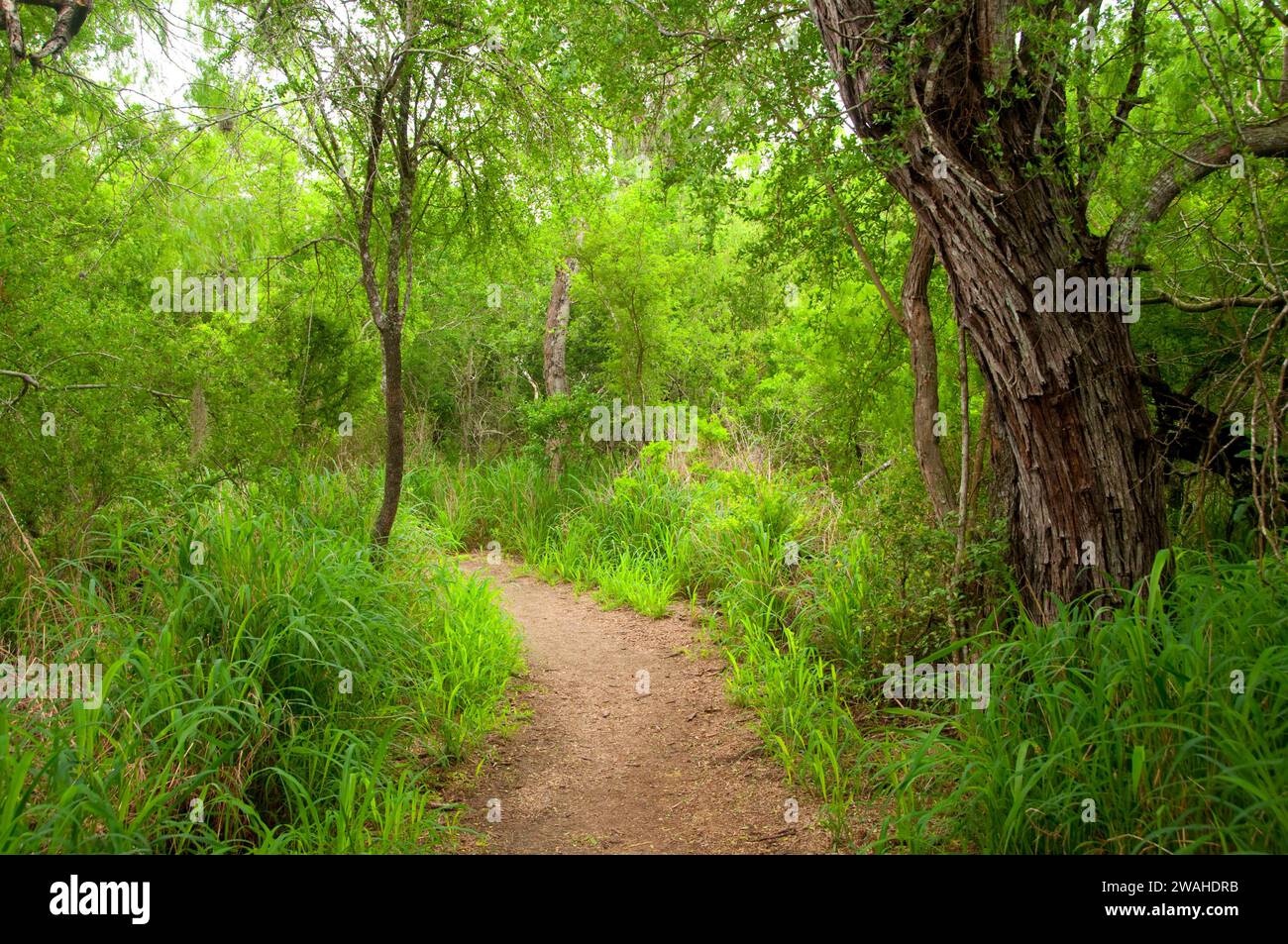 Pintail Lakes Trail, Santa Ana National Wildlife Refuge, Texas Stock ...