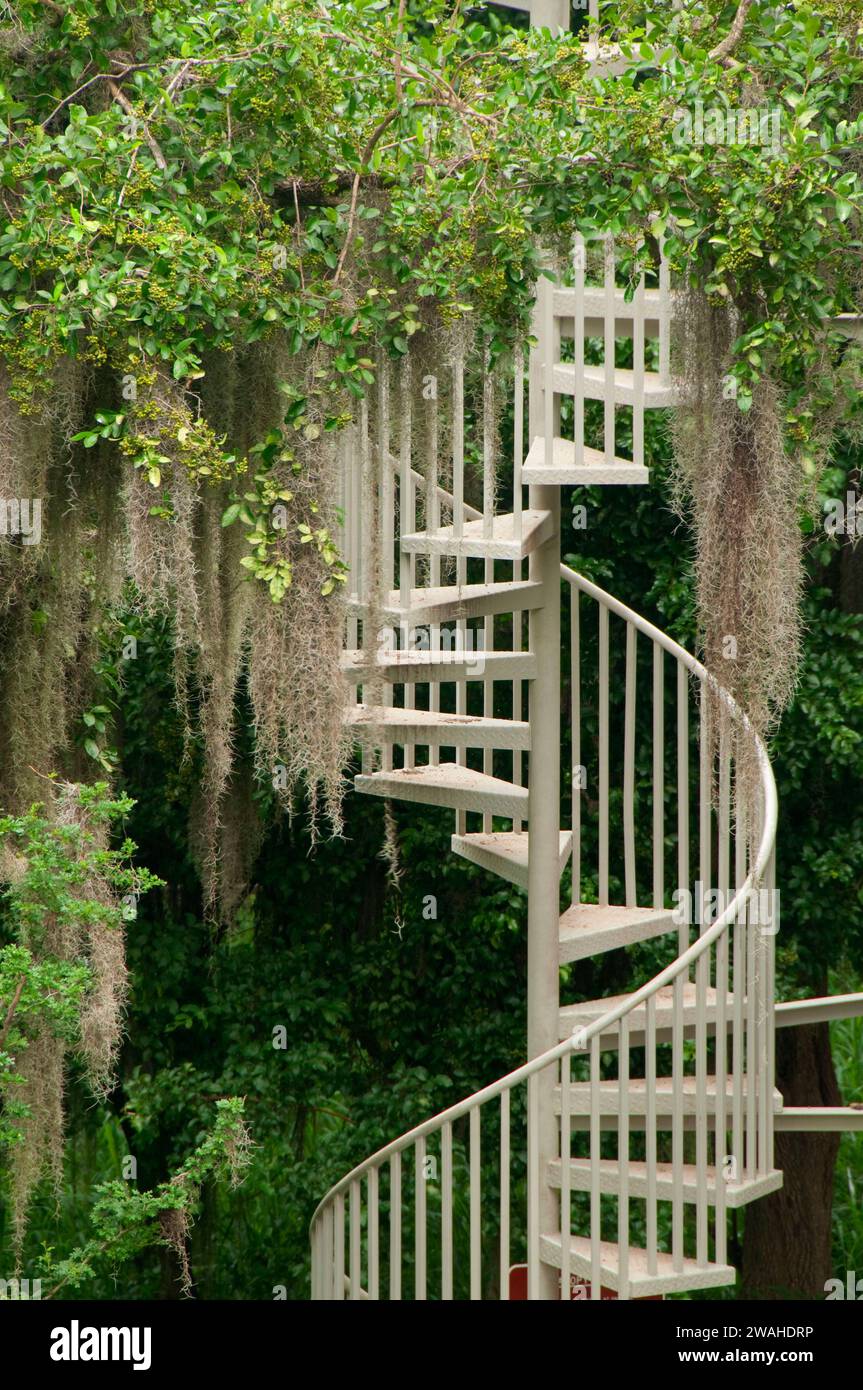 Stairs on Canopy Trail, Santa Ana National Wildlife Refuge, Texas Stock ...