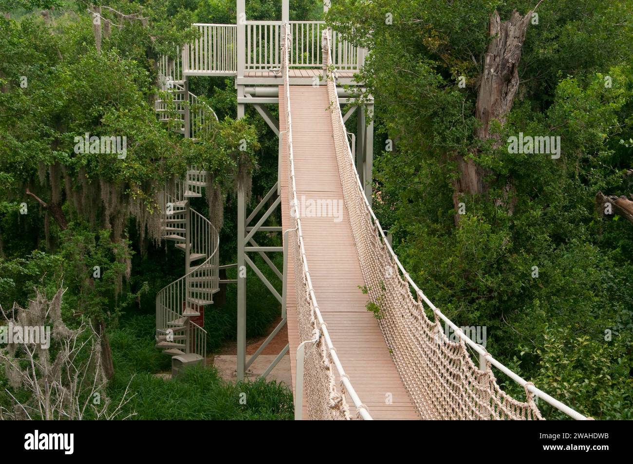 Canopy Trail, Santa Ana National Wildlife Refuge, Texas Stock Photo - Alamy