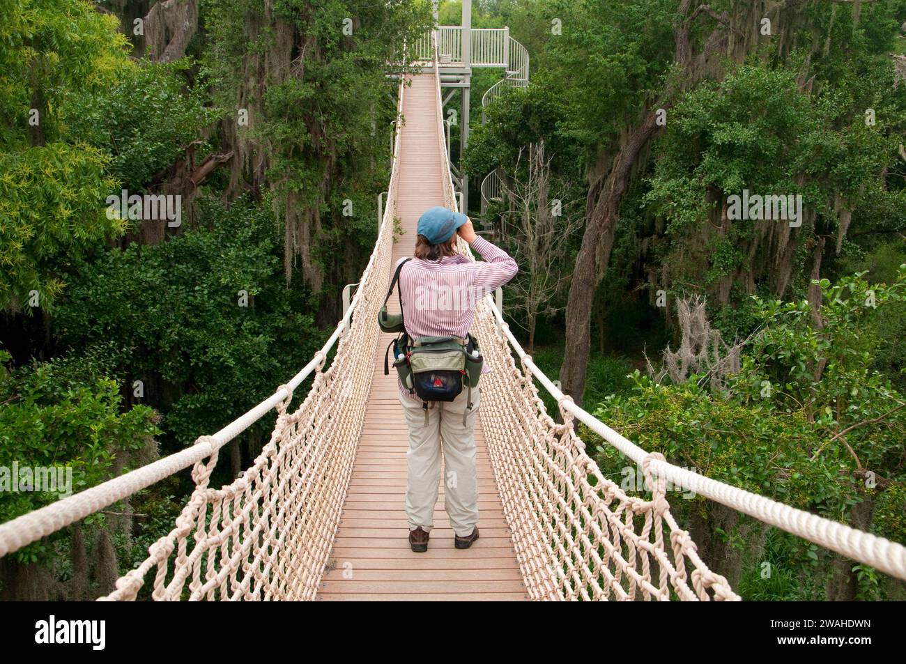 Canopy Trail, Santa Ana National Wildlife Refuge, Texas Stock Photo - Alamy