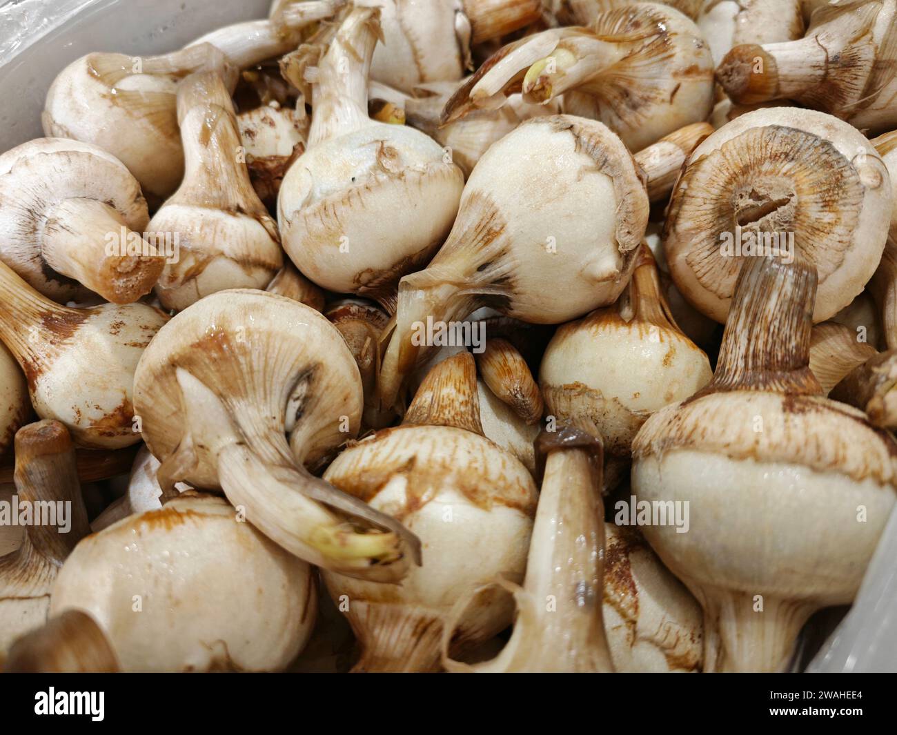 bundle of raw fresh Ngarku on display for sale Stock Photo - Alamy