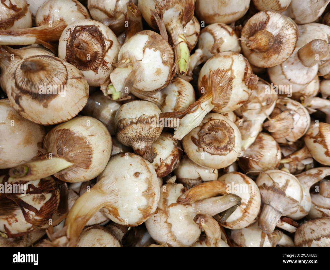 bundle of raw fresh Ngarku on display for sale Stock Photo - Alamy
