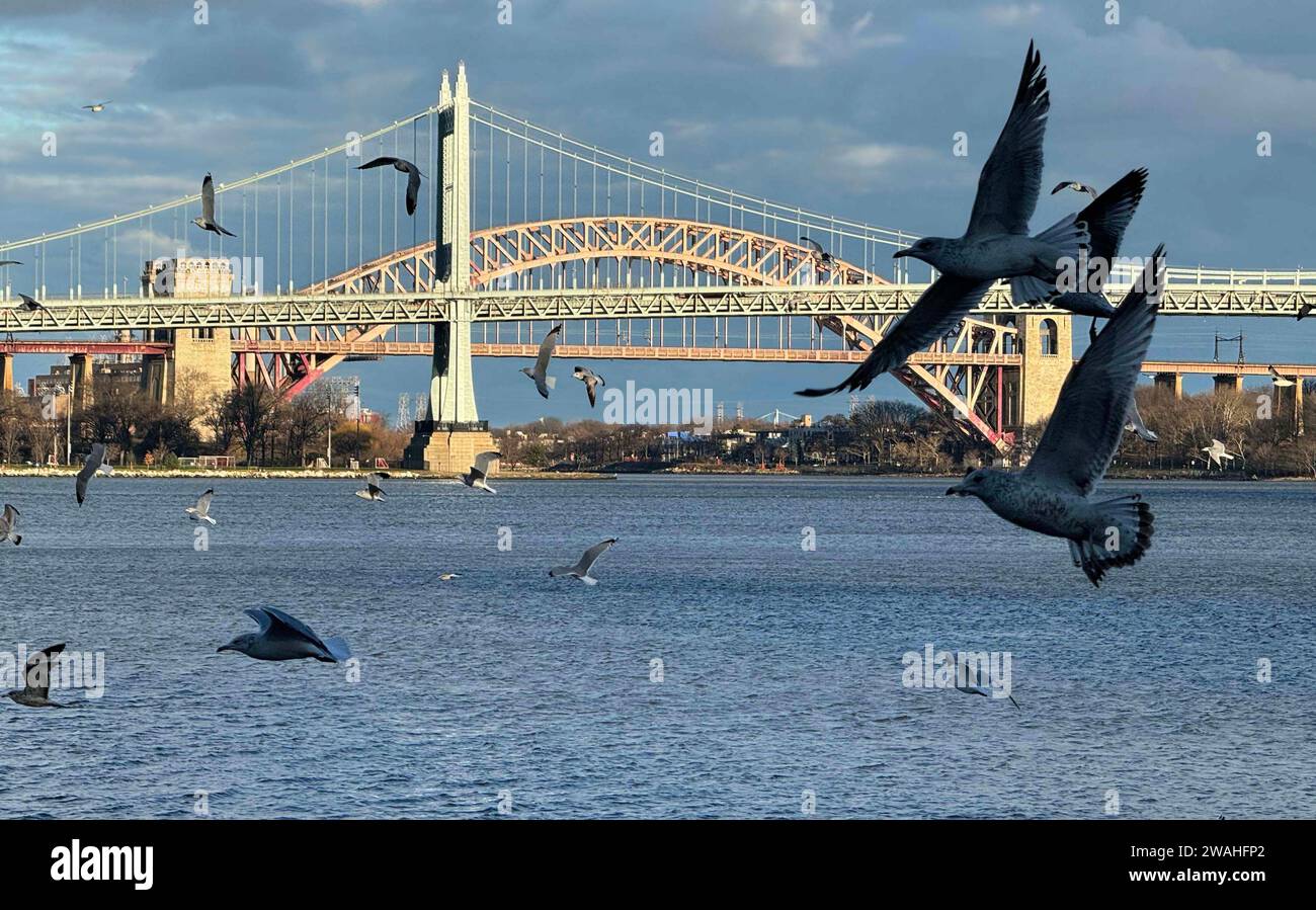 January 4, 2024, New York, New York, USA: Ring-billed gulls seen with ...