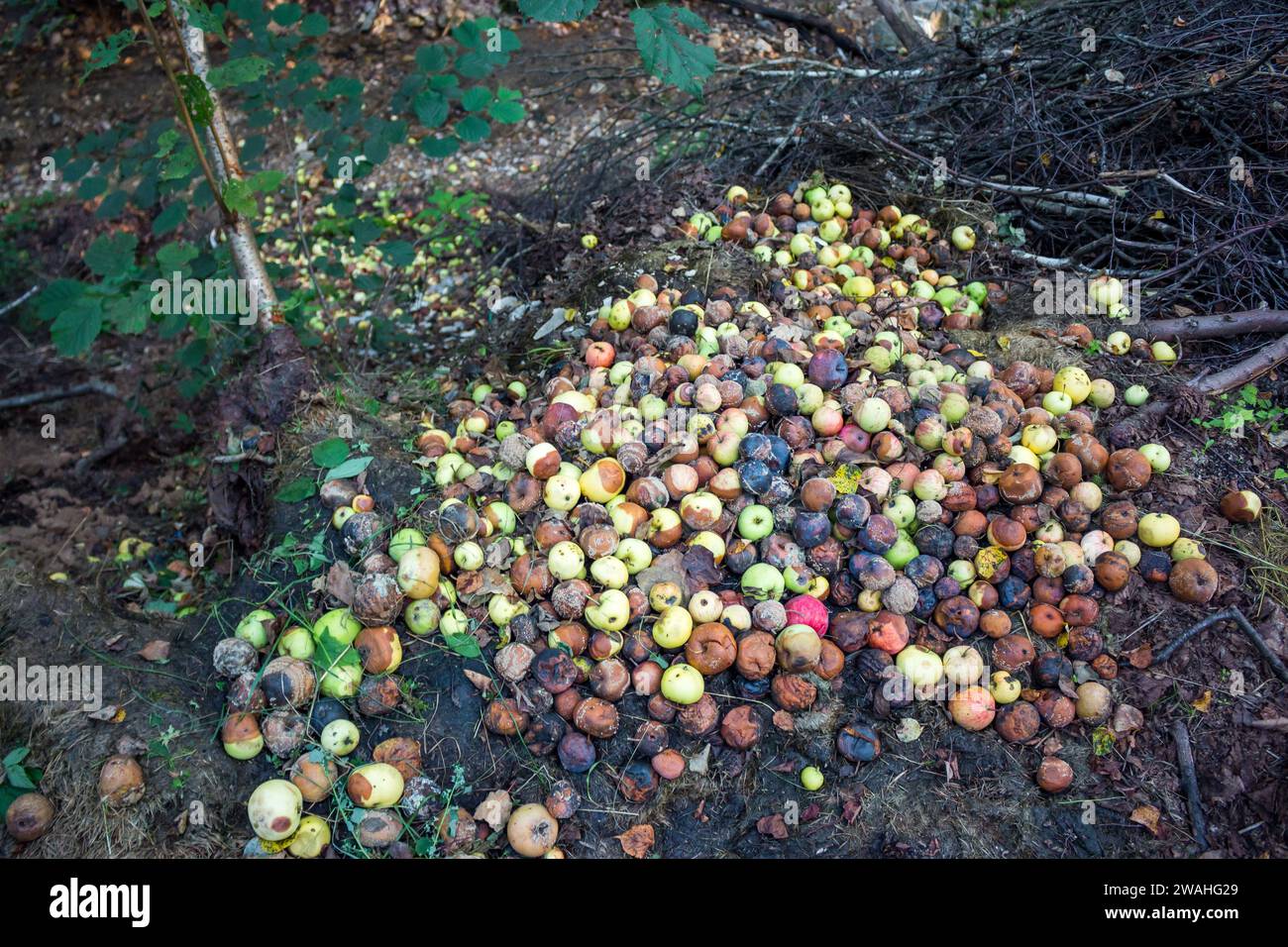 Discarded pile of rotten and half-rotten apples Stock Photo - Alamy