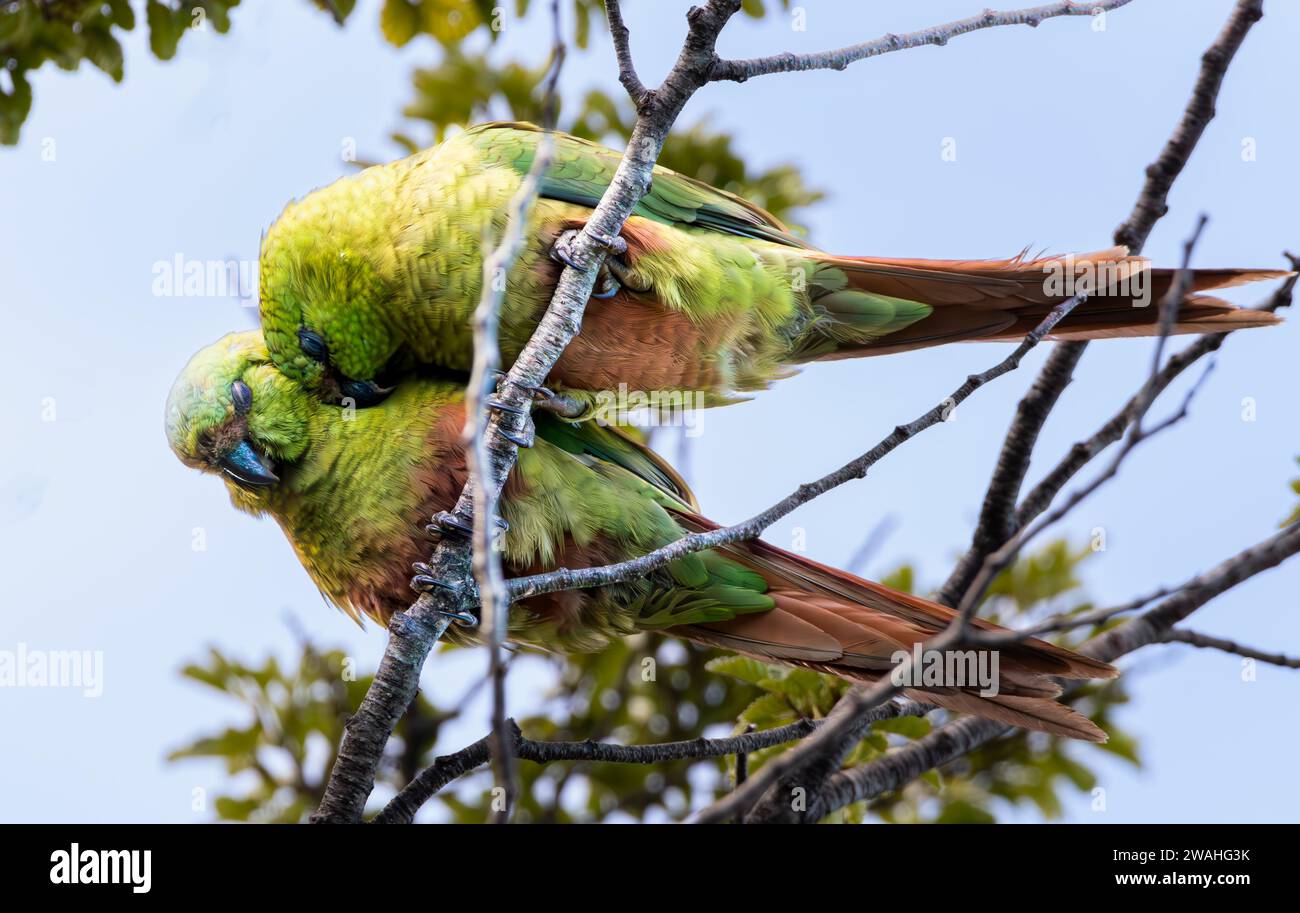Kissing parrot hi-res stock photography and images - Alamy