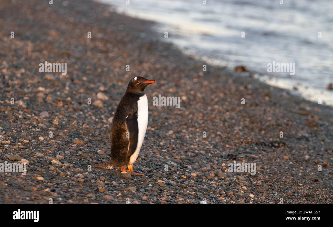 Penguin at sunset hi-res stock photography and images - Alamy