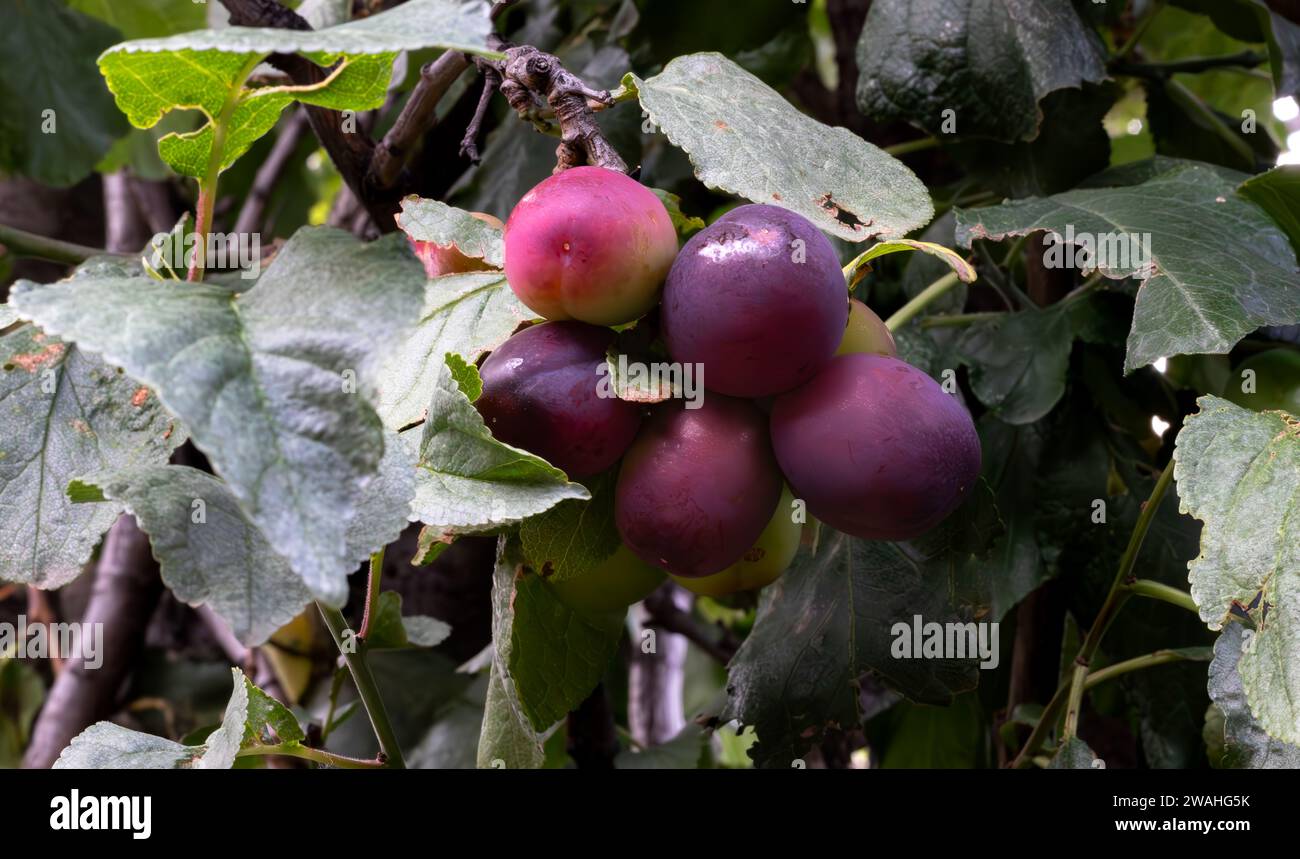 plums on a tree ready to harvest Stock Photo - Alamy