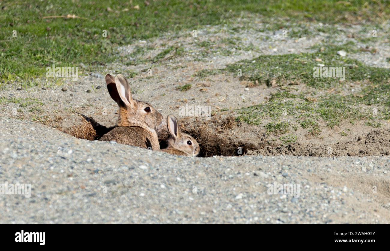 rabbit and baby rabbit hiding on a hole Stock Photo - Alamy