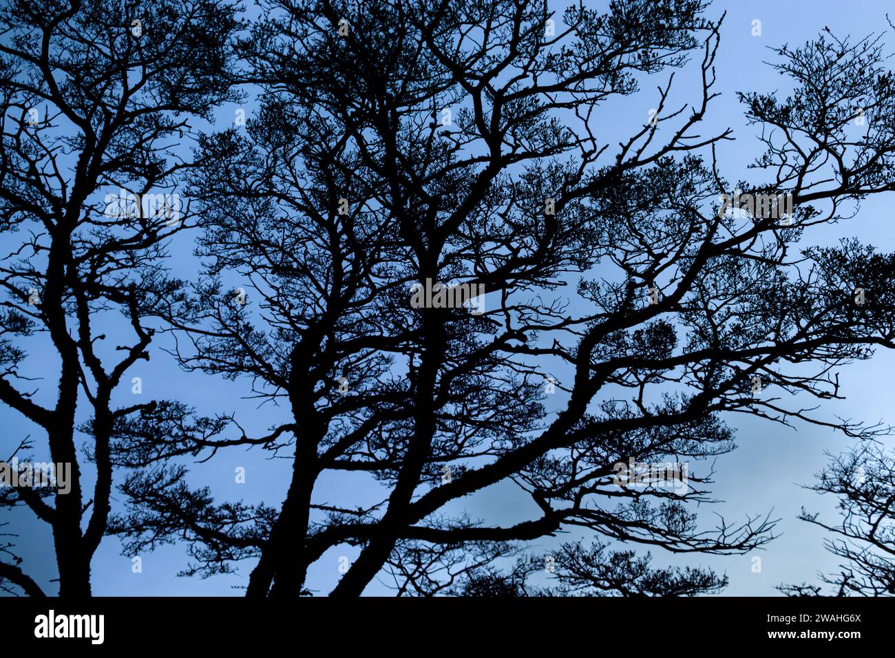 treetop foliage at night, tree silhouette Stock Photo - Alamy