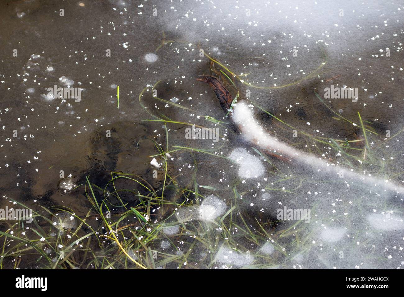 Algae pond winter hi-res stock photography and images - Alamy
