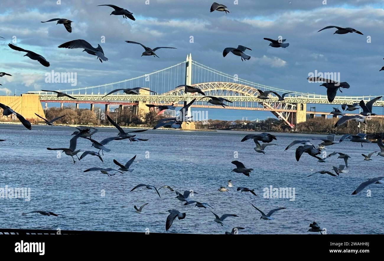 New York, New York, USA. 4th Jan, 2024. Ring-billed gulls seen with the ...
