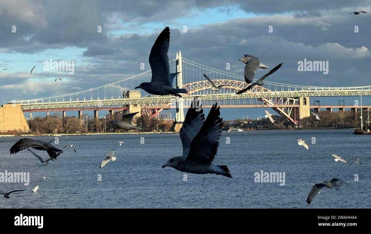 New York, New York, USA. 4th Jan, 2024. Ring-billed gulls seen with the ...