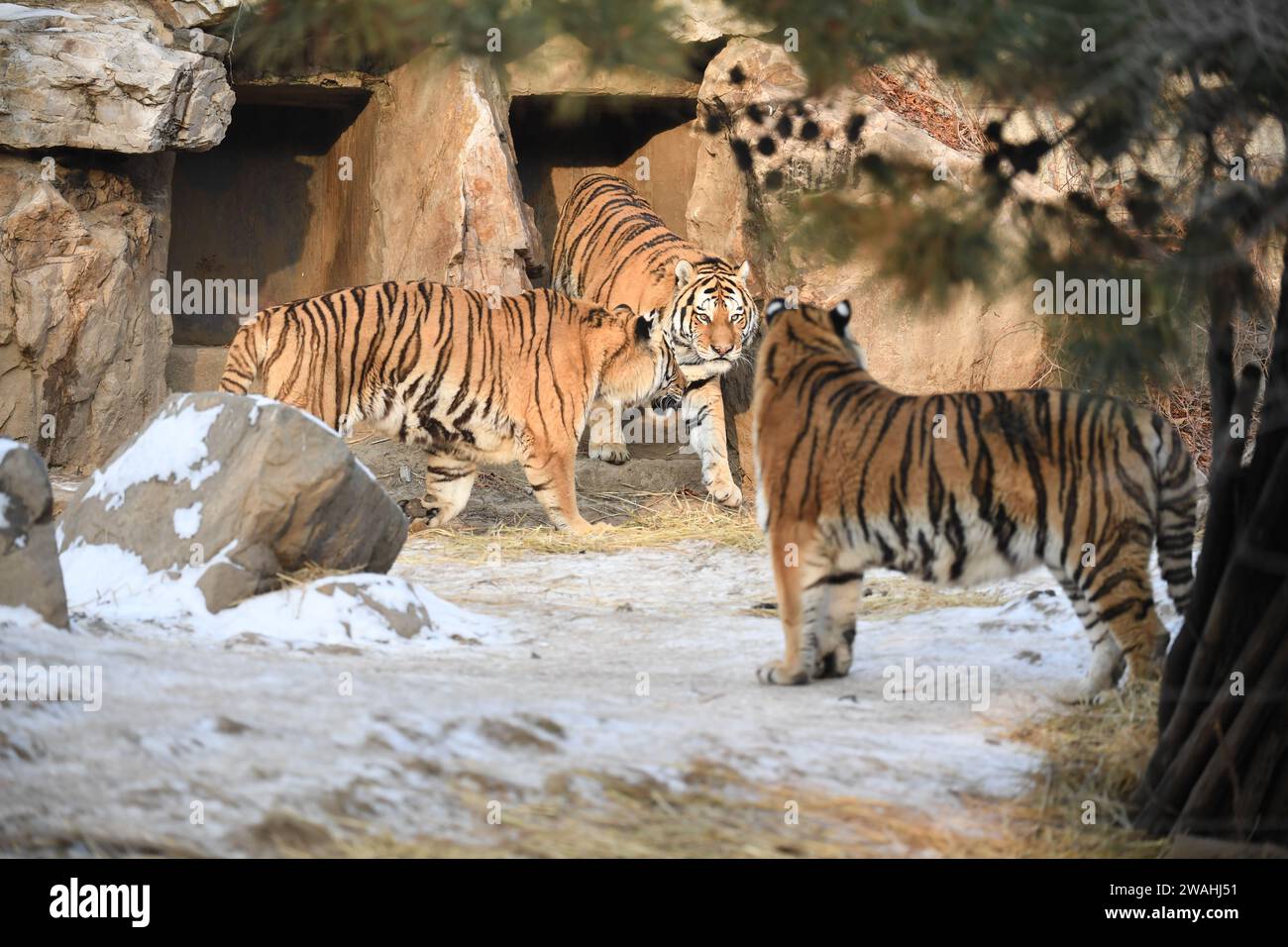 CHANGCHUN, CHINA - JANUARY 4, 2024 - Siberian tigers play in the snow ...