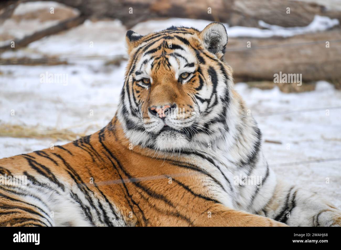 CHANGCHUN, CHINA - JANUARY 4, 2024 - A Siberian tiger rests in the snow ...