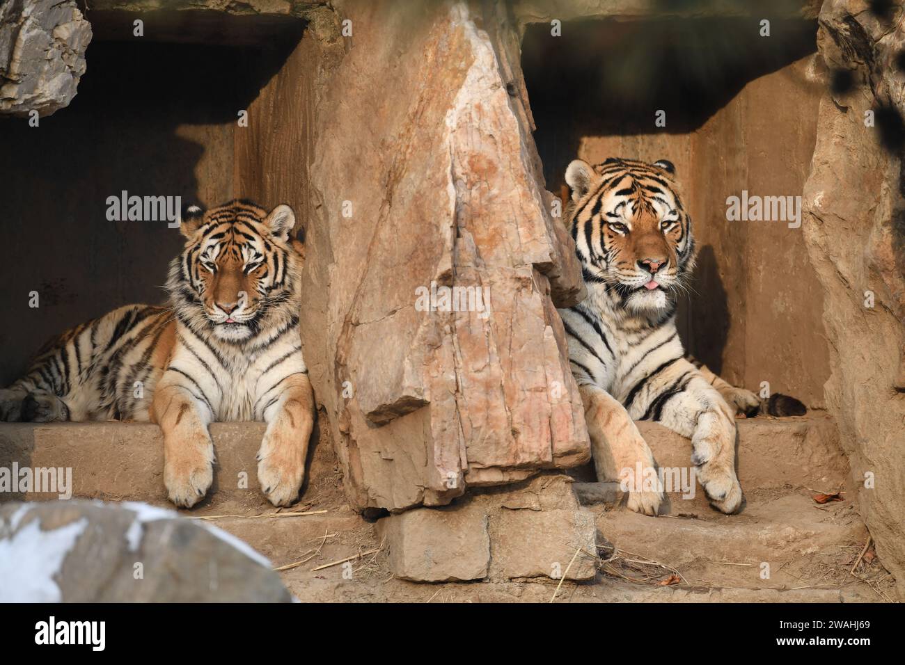 CHANGCHUN, CHINA - JANUARY 4, 2024 - Two Siberian tigers rest in the ...