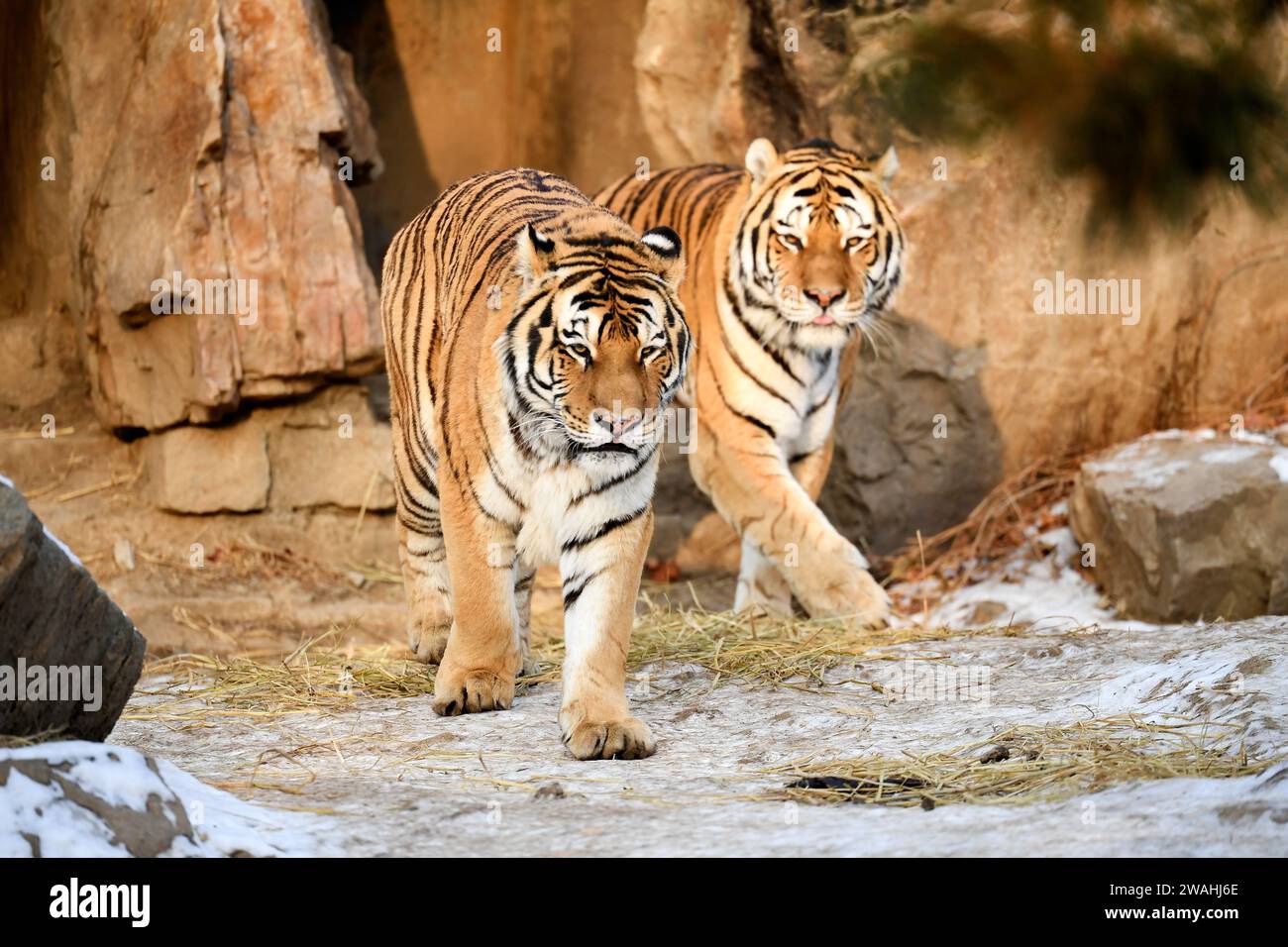 CHANGCHUN, CHINA - JANUARY 4, 2024 - Siberian tigers play in the snow ...
