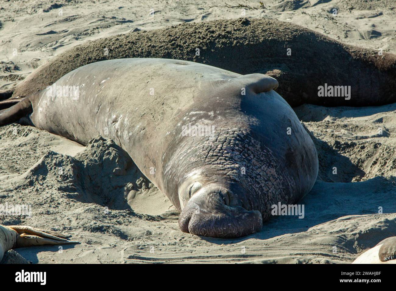 Elephant seal sunbathing hi-res stock photography and images - Alamy