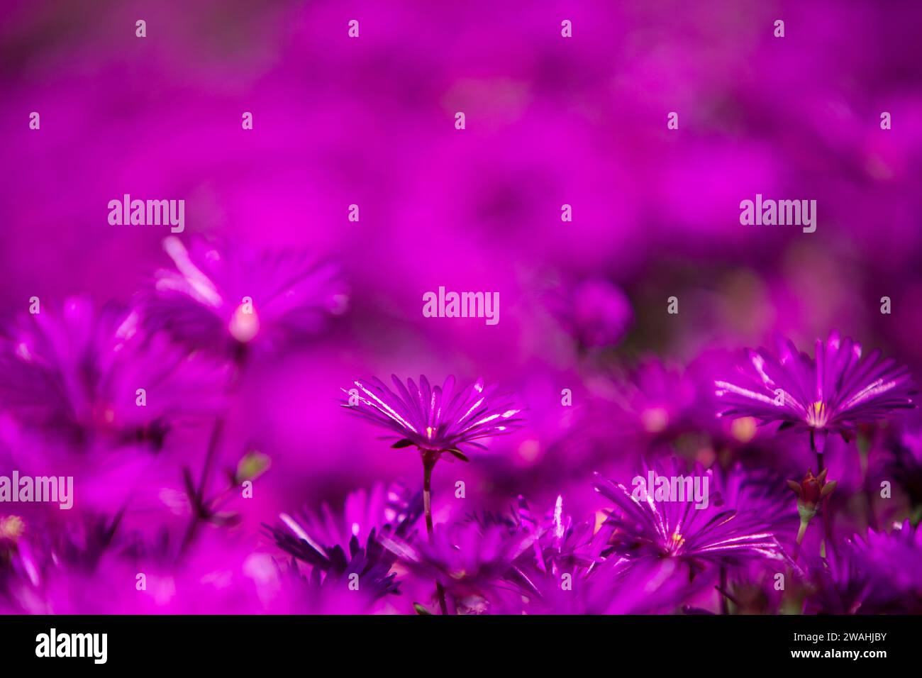 Garden of Wild Purple Flowers in nature Stock Photo - Alamy