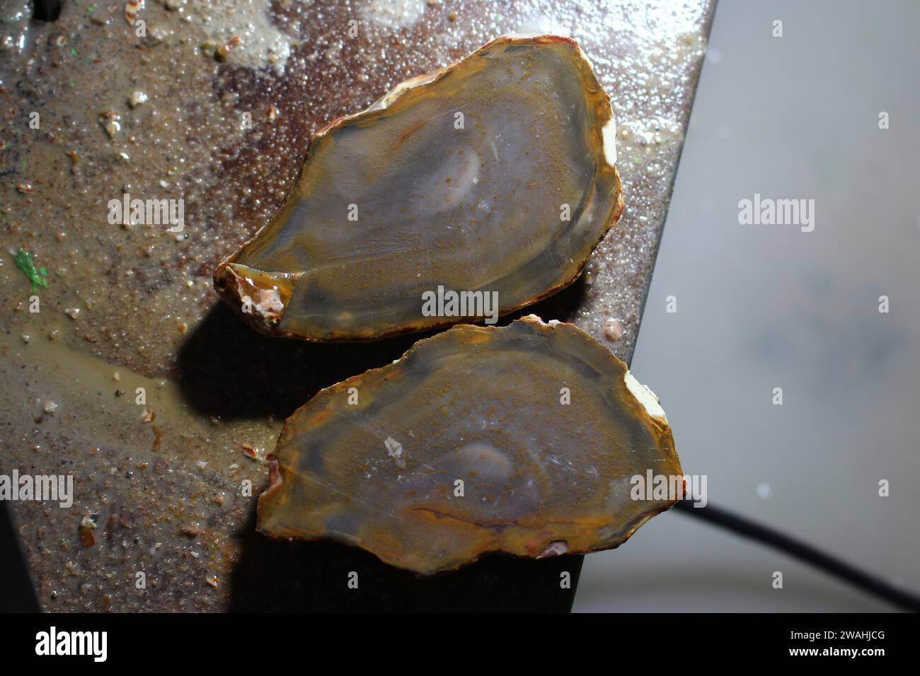A beautiful flint concretion just sawn into two pieces in the workshop ...