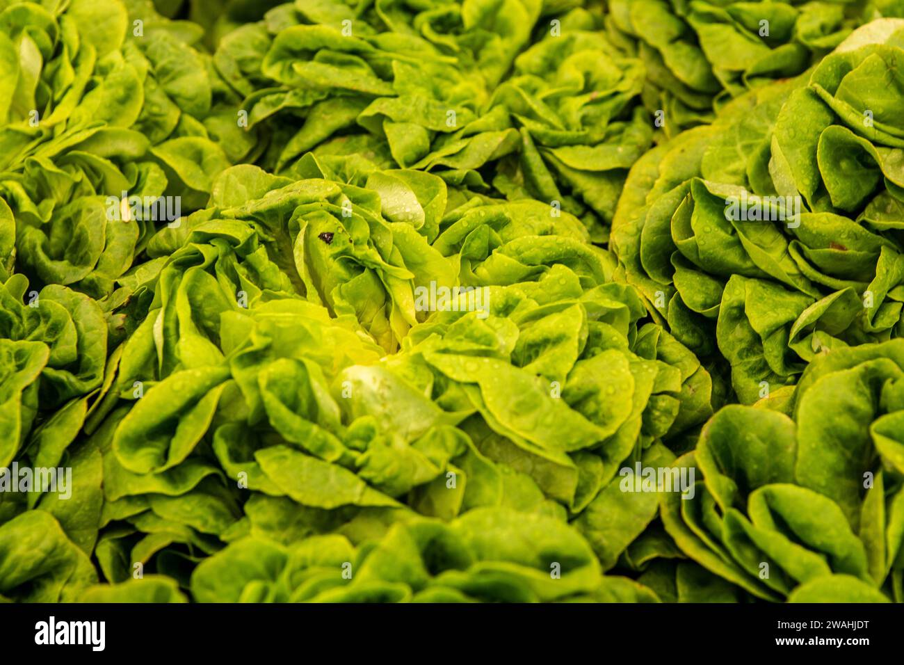 Heads of Lettuce at a farmers market Stock Photo - Alamy