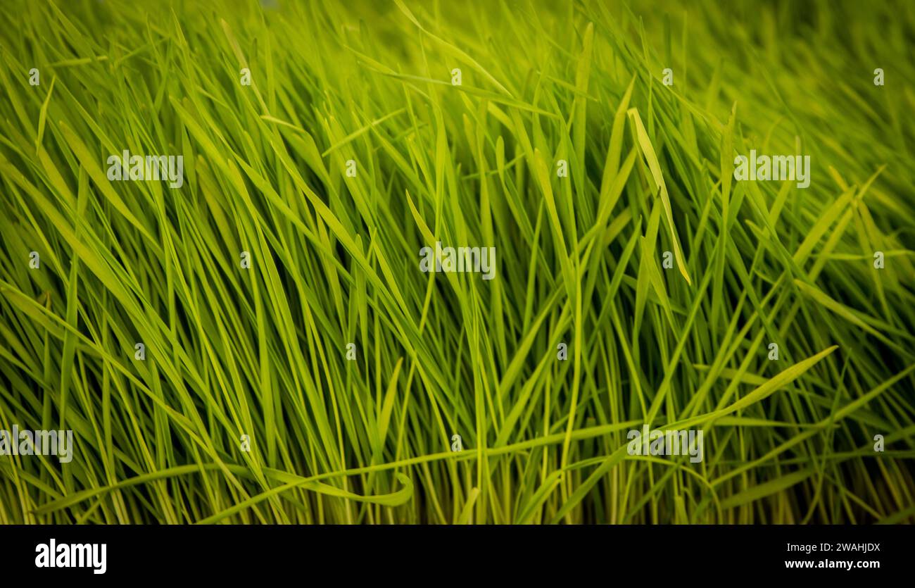 Little wheat grass hi-res stock photography and images - Alamy